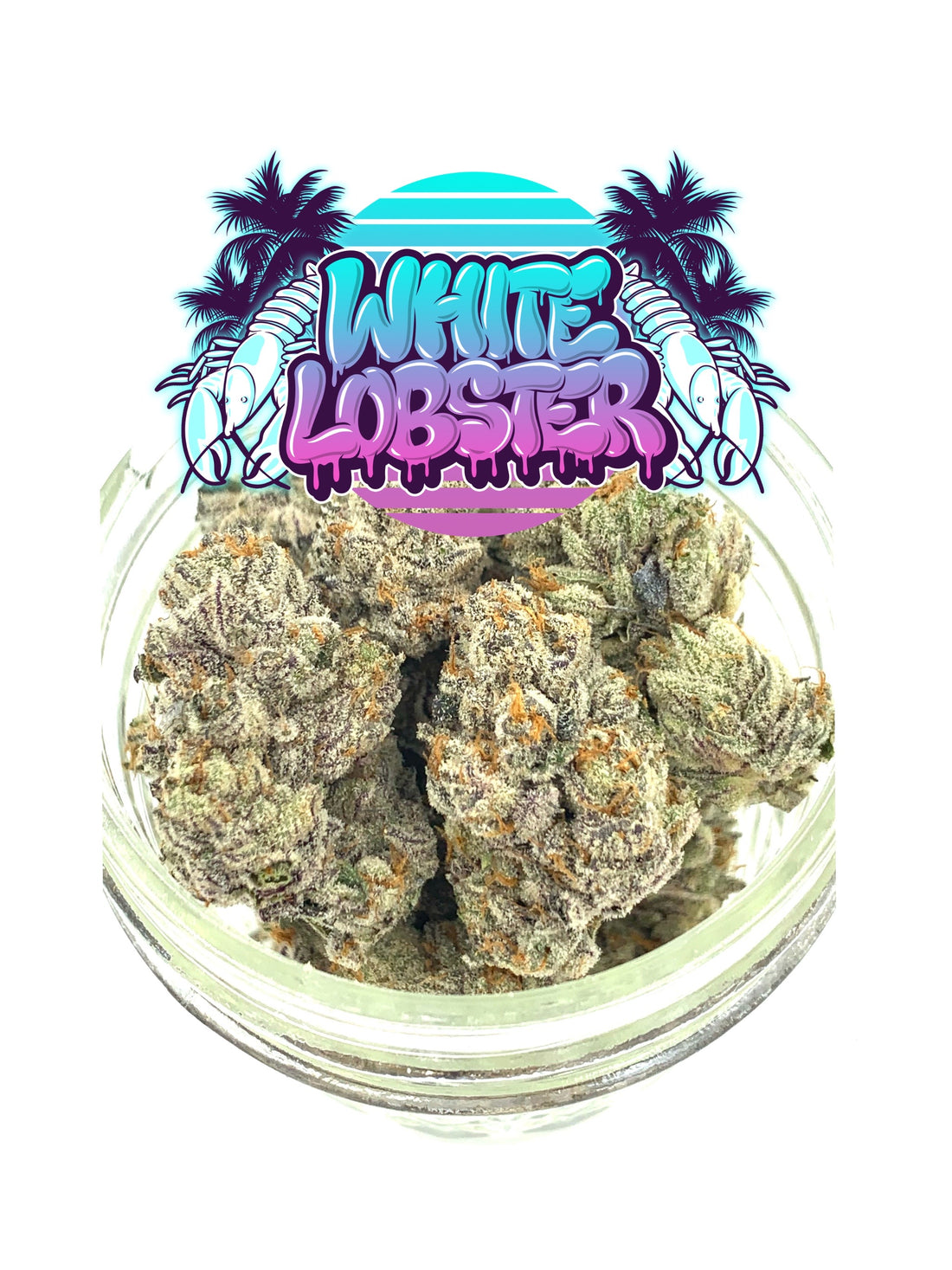 White Lobster – Equinox seeds