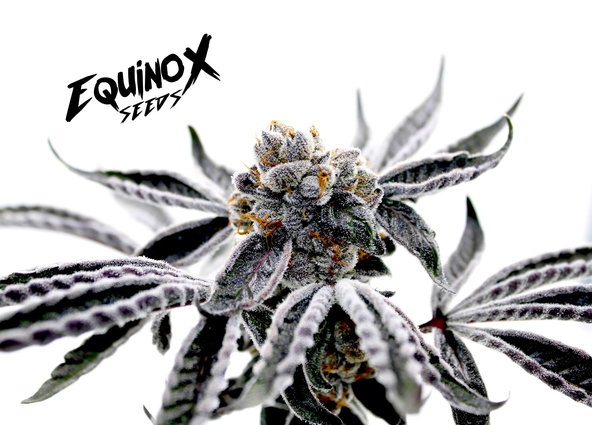 Blue Kazoo – Equinox seeds
